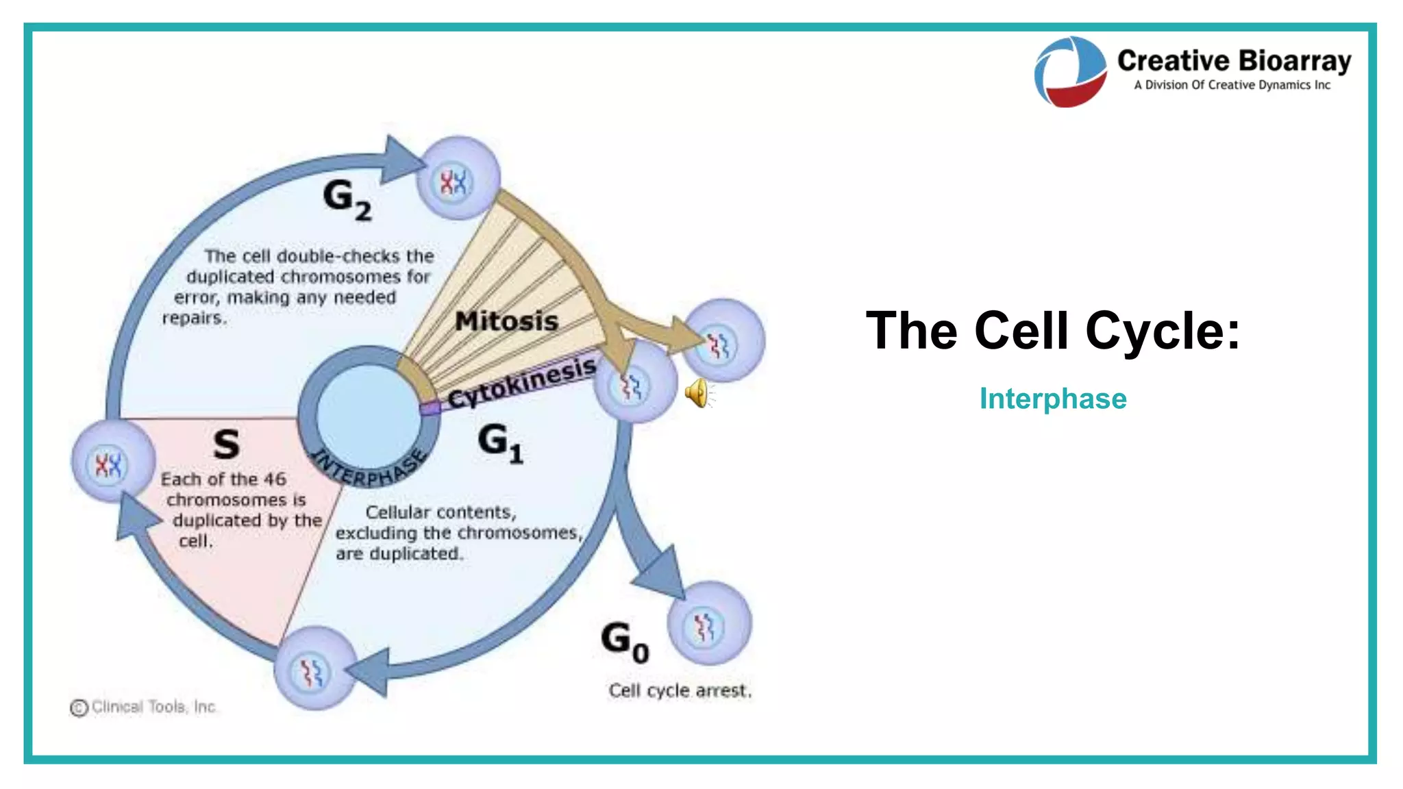 Cell cycle and cell cycle assay | PPTX | Biological Sciences | Science