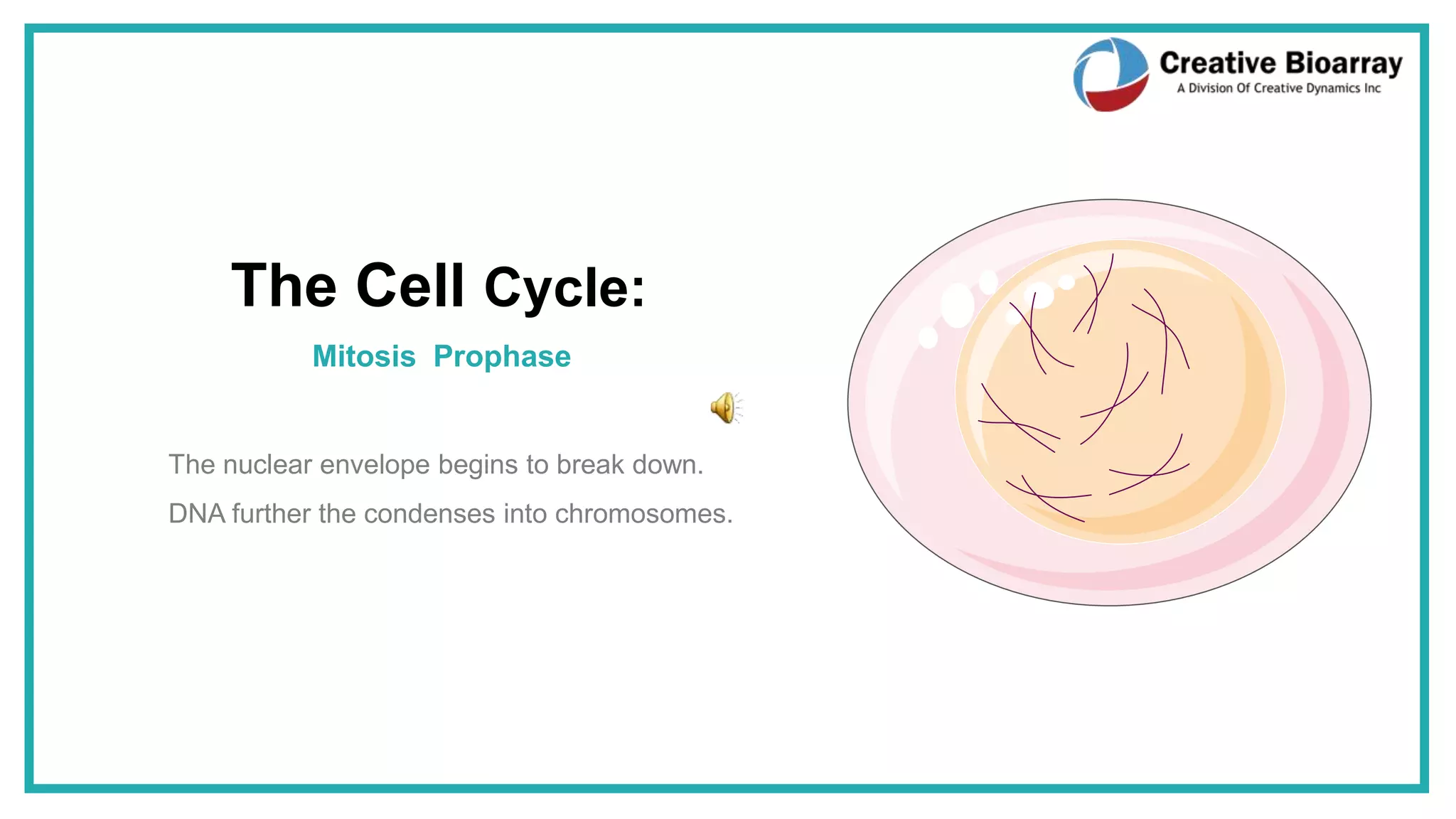 Cell cycle and cell cycle assay | PPTX | Biological Sciences | Science