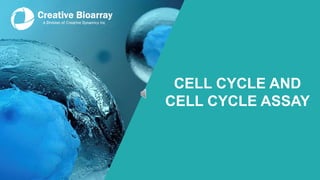 Cell cycle and cell cycle assay | PPTX | Biological Sciences | Science