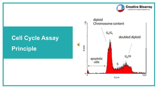 cell cycle assay | PPT