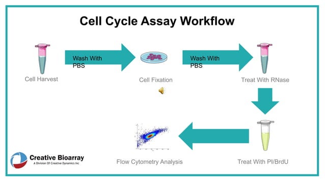 cell cycle assay | PPT