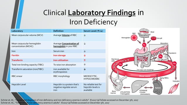 Treatment of Iron Deficiency Anemia in Adults | PDF | Blood Disorders ...