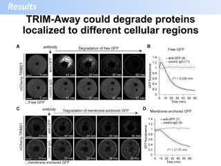 Protein degradation by TRIM-Away, a novel tool learned from innate ...