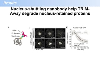 Protein degradation by TRIM-Away, a novel tool learned from innate ...