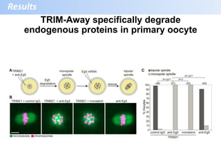 Protein degradation by TRIM-Away, a novel tool learned from innate ...