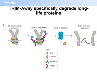 Protein degradation by TRIM-Away, a novel tool learned from innate ...