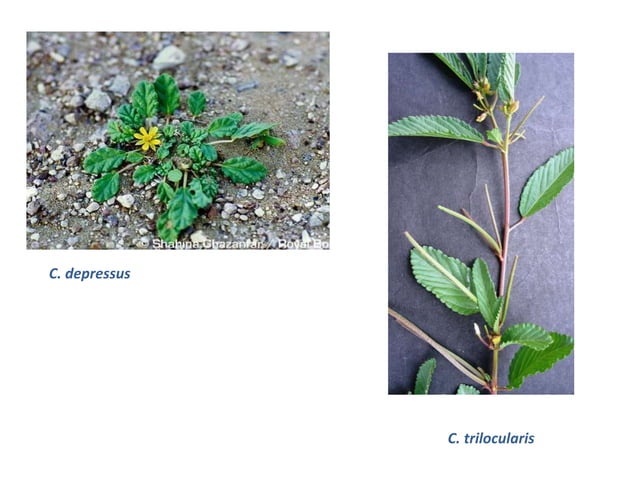 breeding for stress resistance in jute | PPTX | Agriculture | Industries