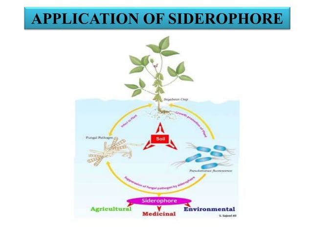 Siderophore: Secretion of Bacteria as a Chelating Agent | PPTX ...