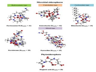 Siderophore: Secretion of Bacteria as a Chelating Agent | PPTX