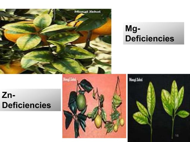 RECENT DIGNOSTIC TECHNIQUES AND AMELIORATIVE MEASURES OF NUTRIENTS ...