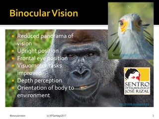 2017 Binocular Vision & Amblyopia | PDF