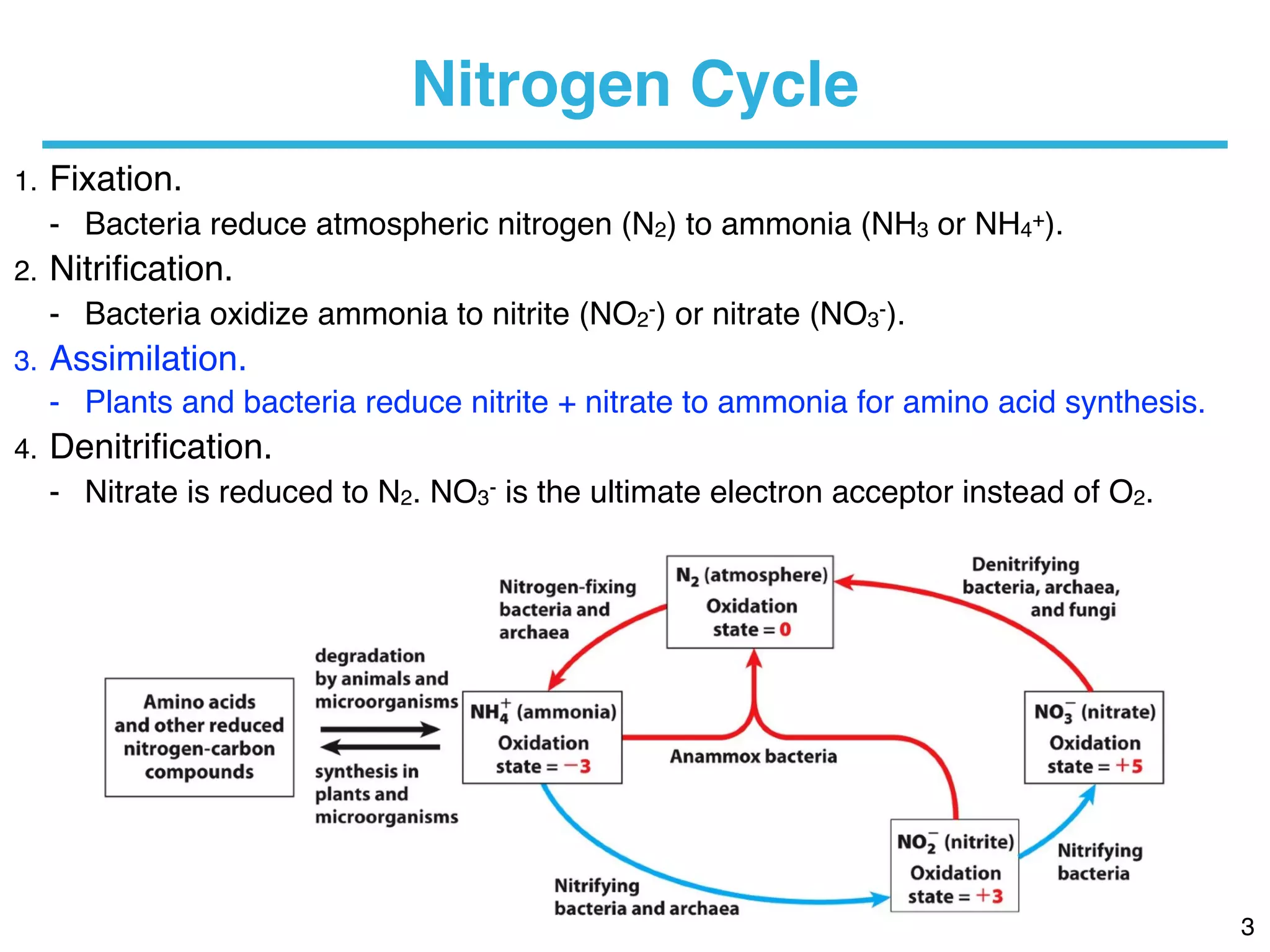 2017 biochemistry week 16 chapter 22 biosynthesis of amino acids and ...