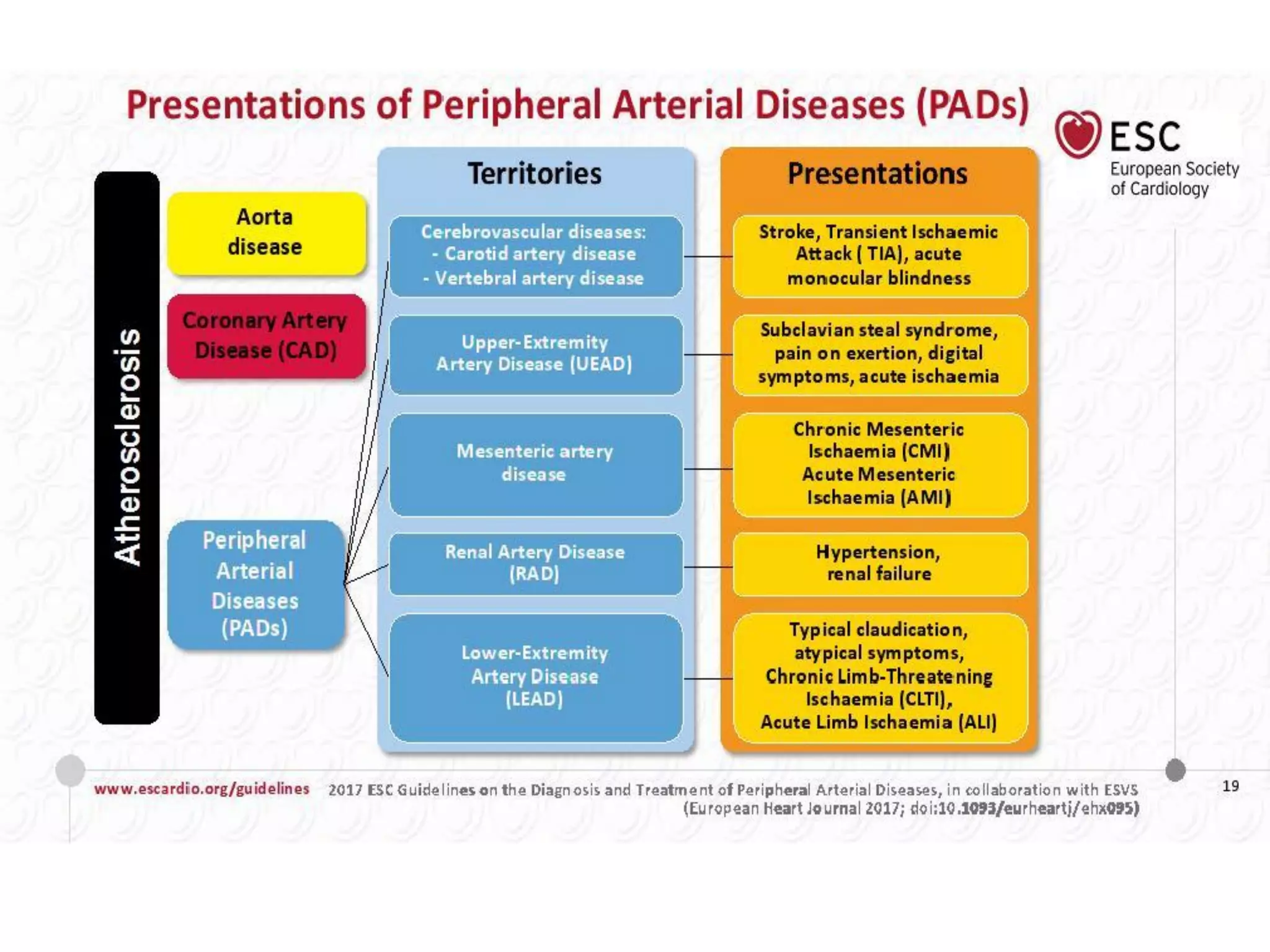 2017 esc guidelines on the diagnosis and treatment of peripheral ...