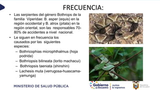 2017 Manejo clínico del envenenamiento por mordeduras de serpientes ...