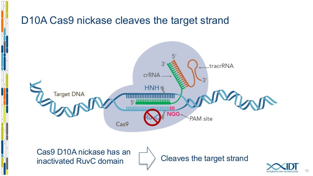 Optimized methods to use Cas9 nickases in genome editing
