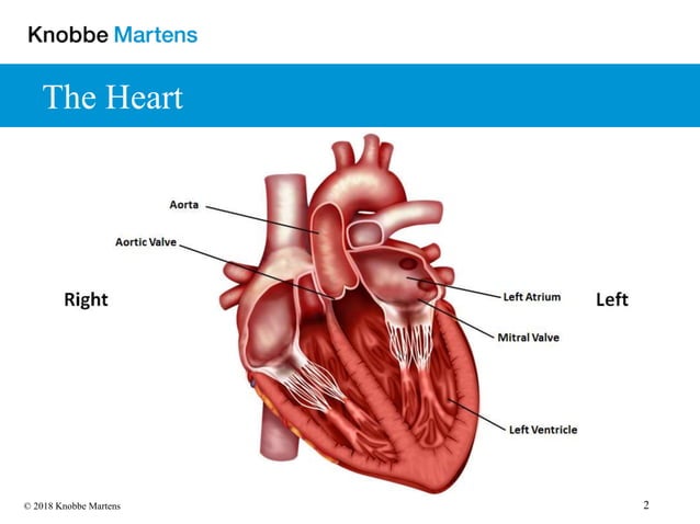 CardiAQ - An IP Success Story | PPT