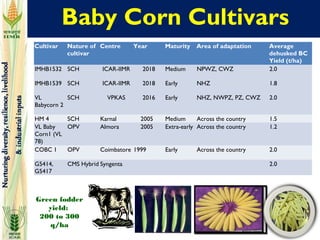 Maize improvement in India | PPT