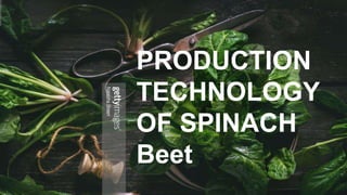 Spinach PPT HORT 4012.ppsx