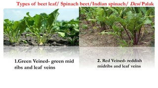 Spinach PPT HORT 4012.ppsx