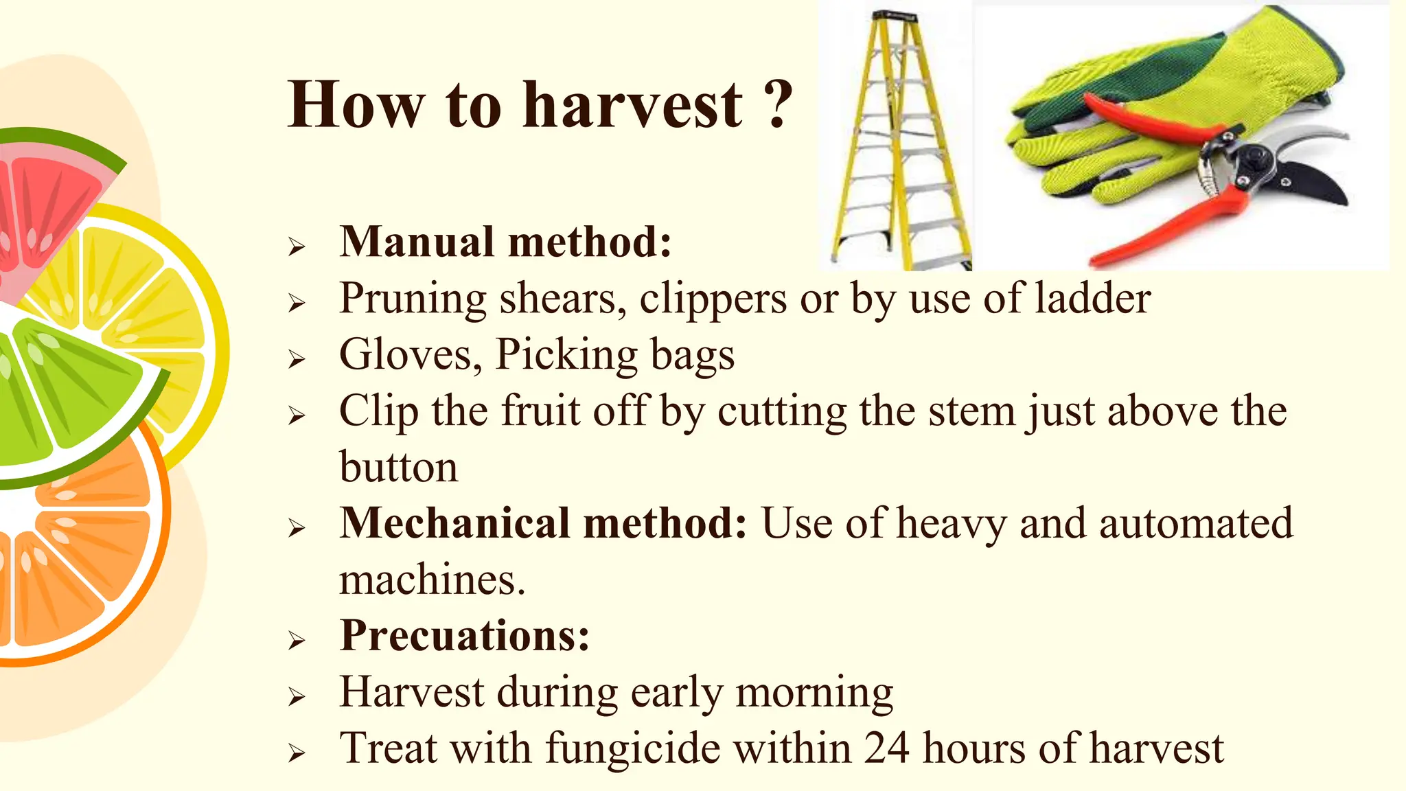 Harvest and Post Harvest Handling of Citrus.pptx