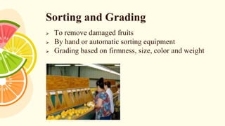 Harvest and Post Harvest Handling of Citrus.pptx