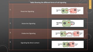 Hormones & Cell Signaling Agents | PDF