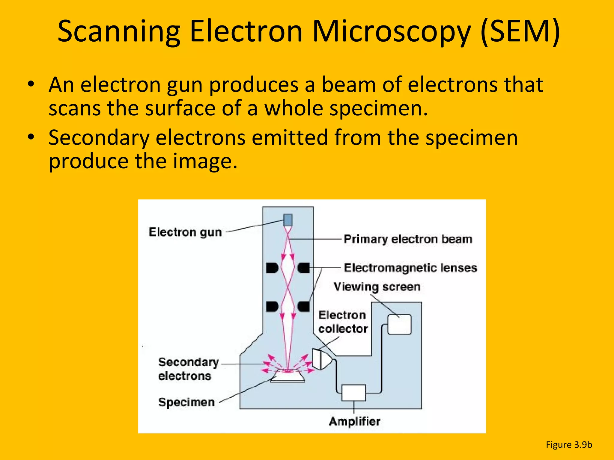 2018 HM-scanning electron microscope | PPT
