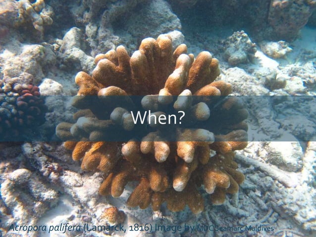 Building and using the MarineSPEED dataset | PPT