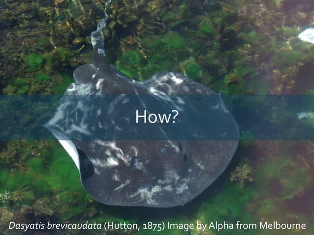 Building and using the MarineSPEED dataset | PPT