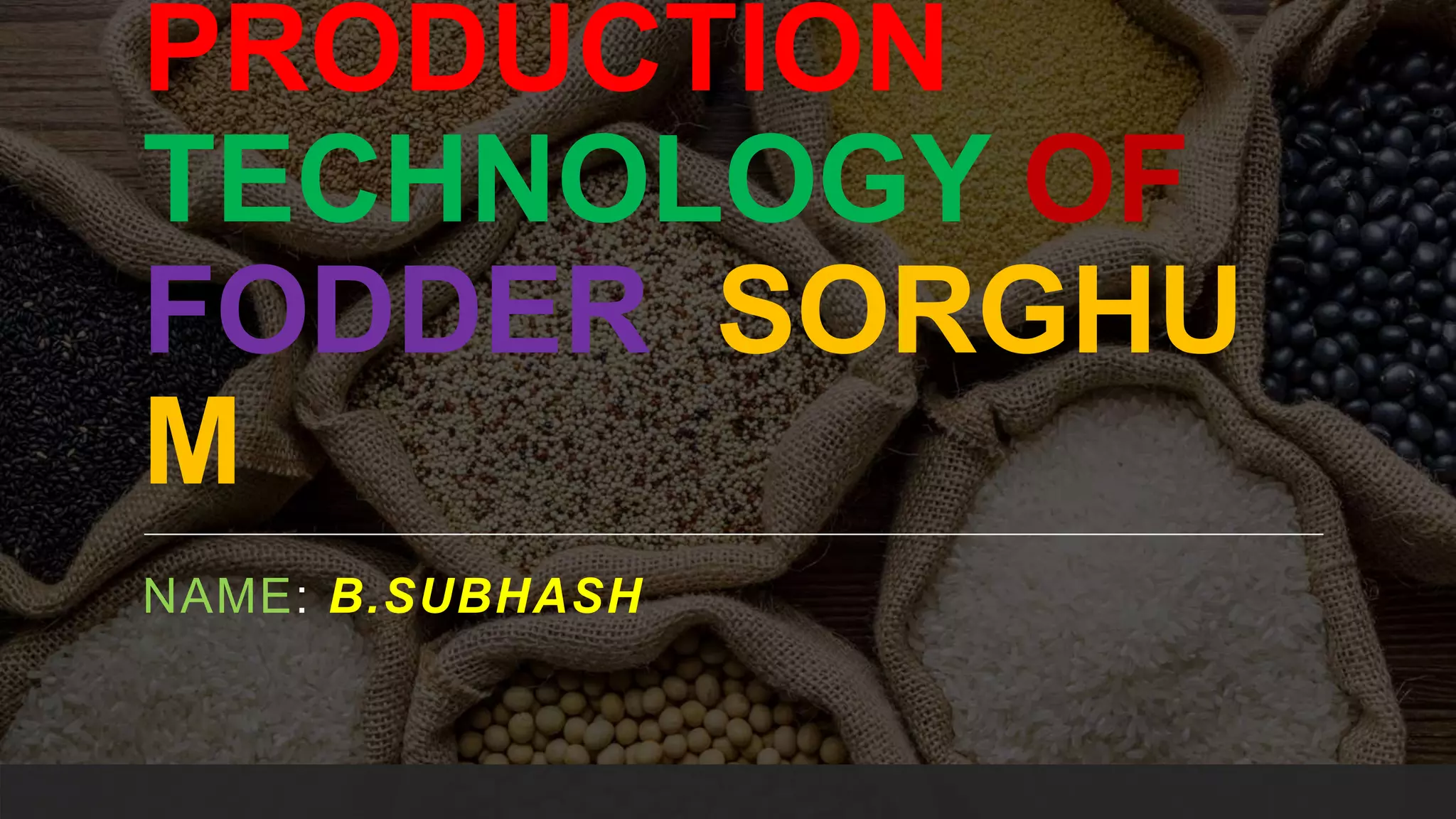 PRODUCTION TECHNOLOGY OF FODDER SORGHUM | PPTX