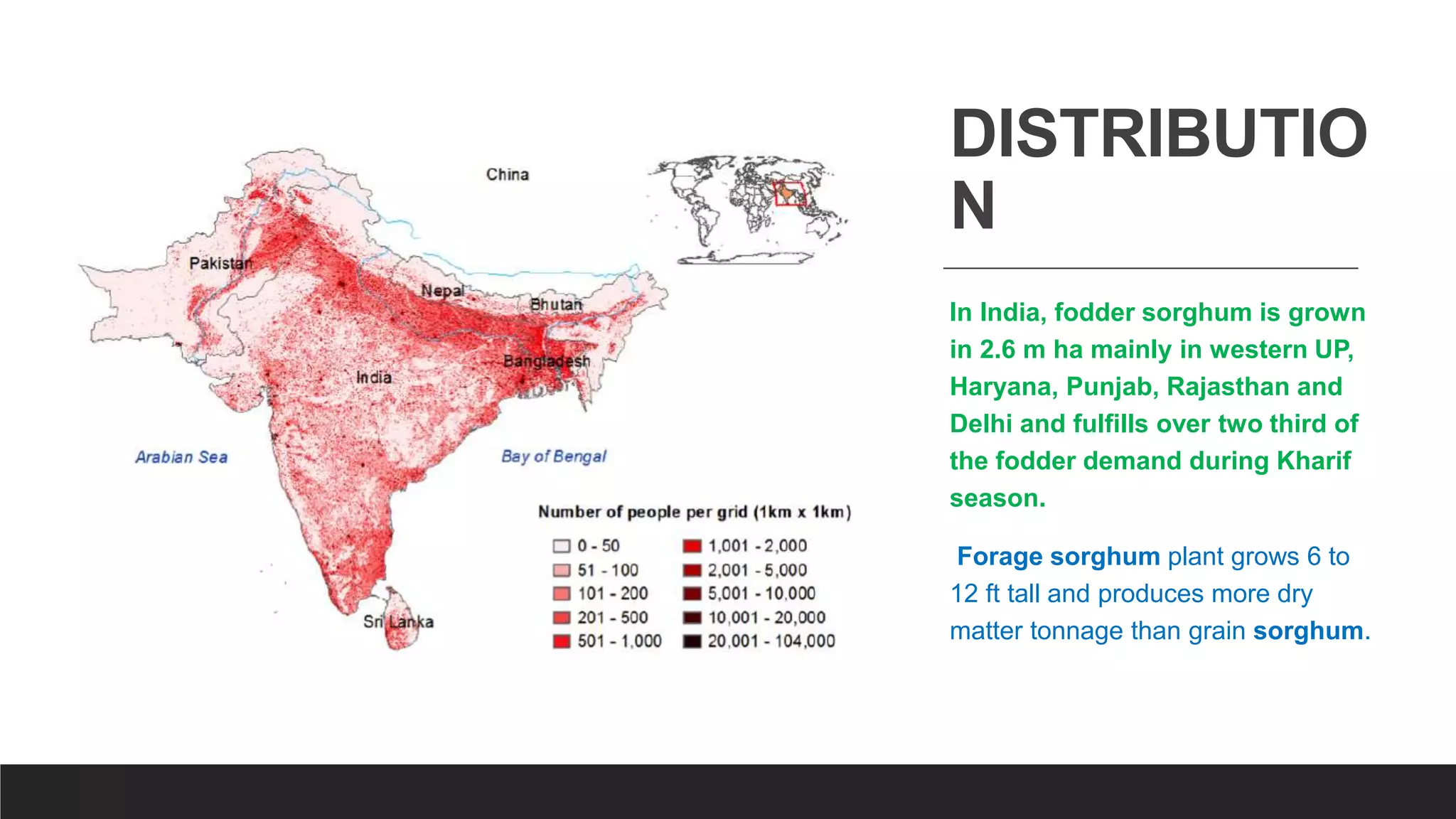 PRODUCTION TECHNOLOGY OF FODDER SORGHUM | PPTX
