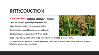 PRODUCTION TECHNOLOGY OF FODDER SORGHUM | PPTX