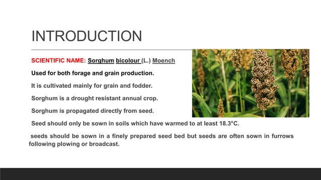 PRODUCTION TECHNOLOGY OF FODDER SORGHUM | PPTX | Agriculture | Industries