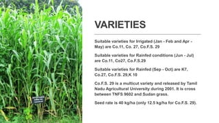 PRODUCTION TECHNOLOGY OF FODDER SORGHUM | PPTX