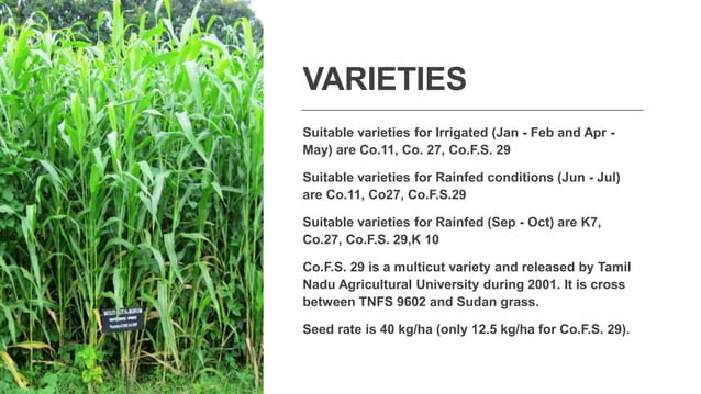 PRODUCTION TECHNOLOGY OF FODDER SORGHUM | PPTX | Agriculture | Industries