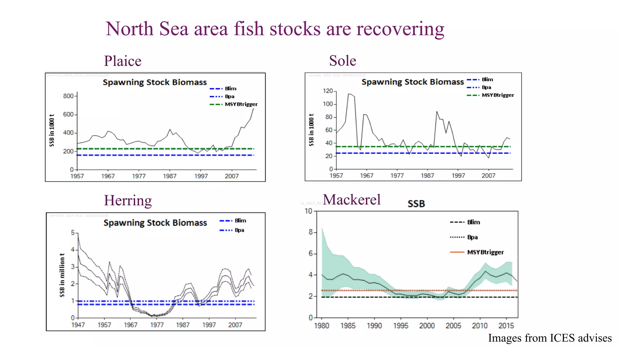 Density dependence in recovering fish stocks | PPT