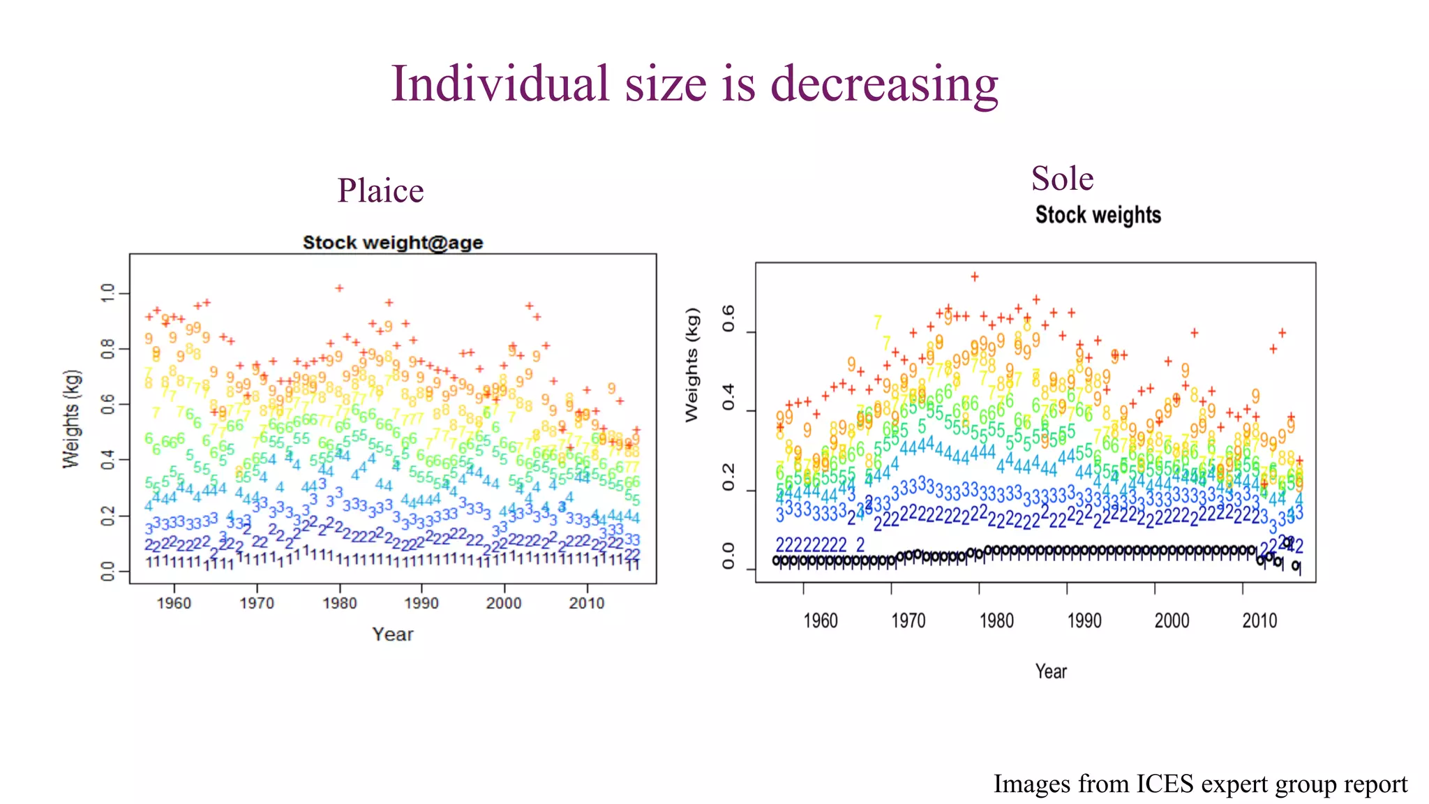 Density dependence in recovering fish stocks | PPT