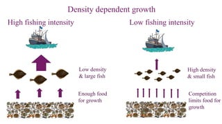 Density dependence in recovering fish stocks | PPT