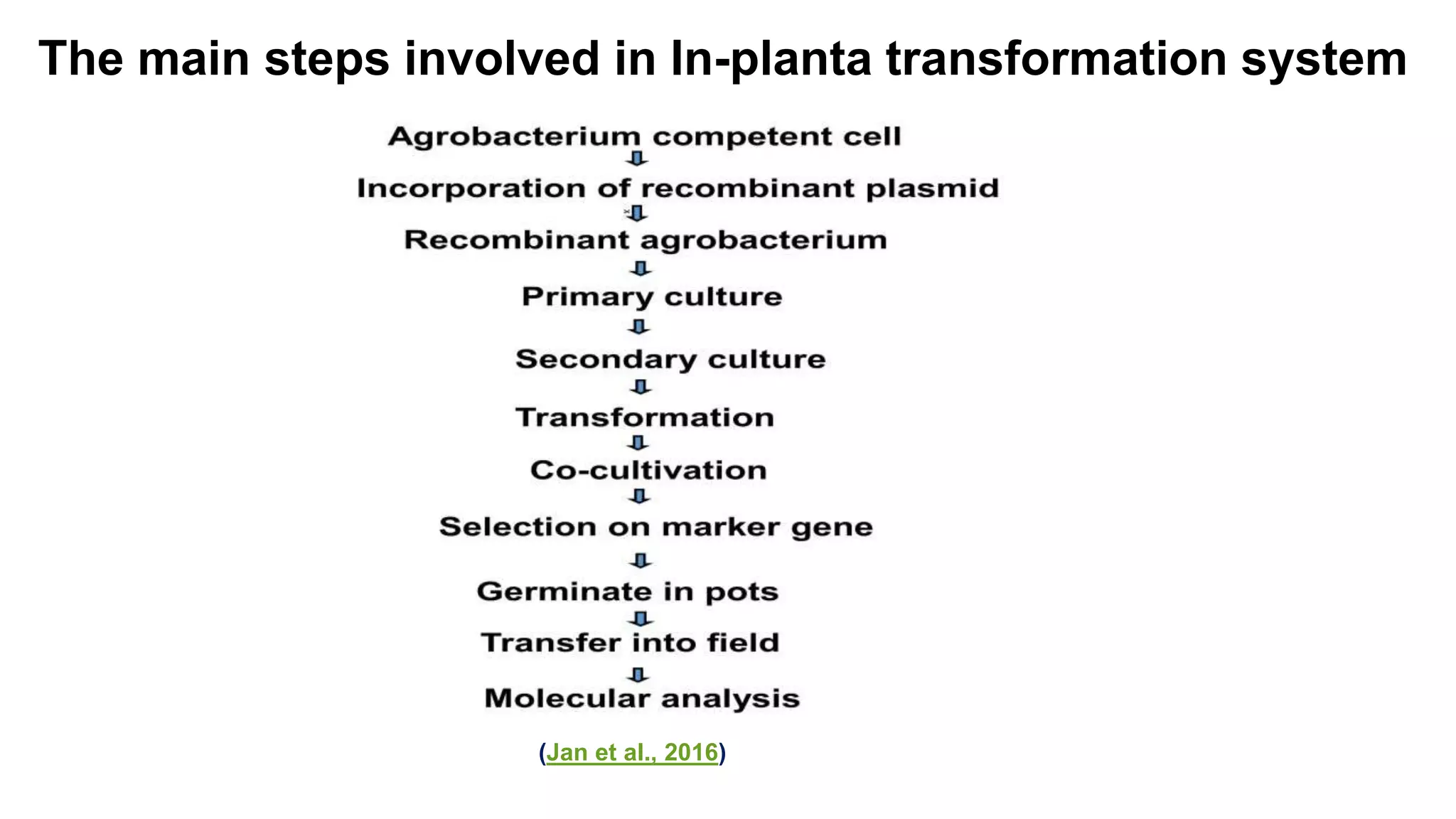 In-planta transformation: recent advances | PPTX