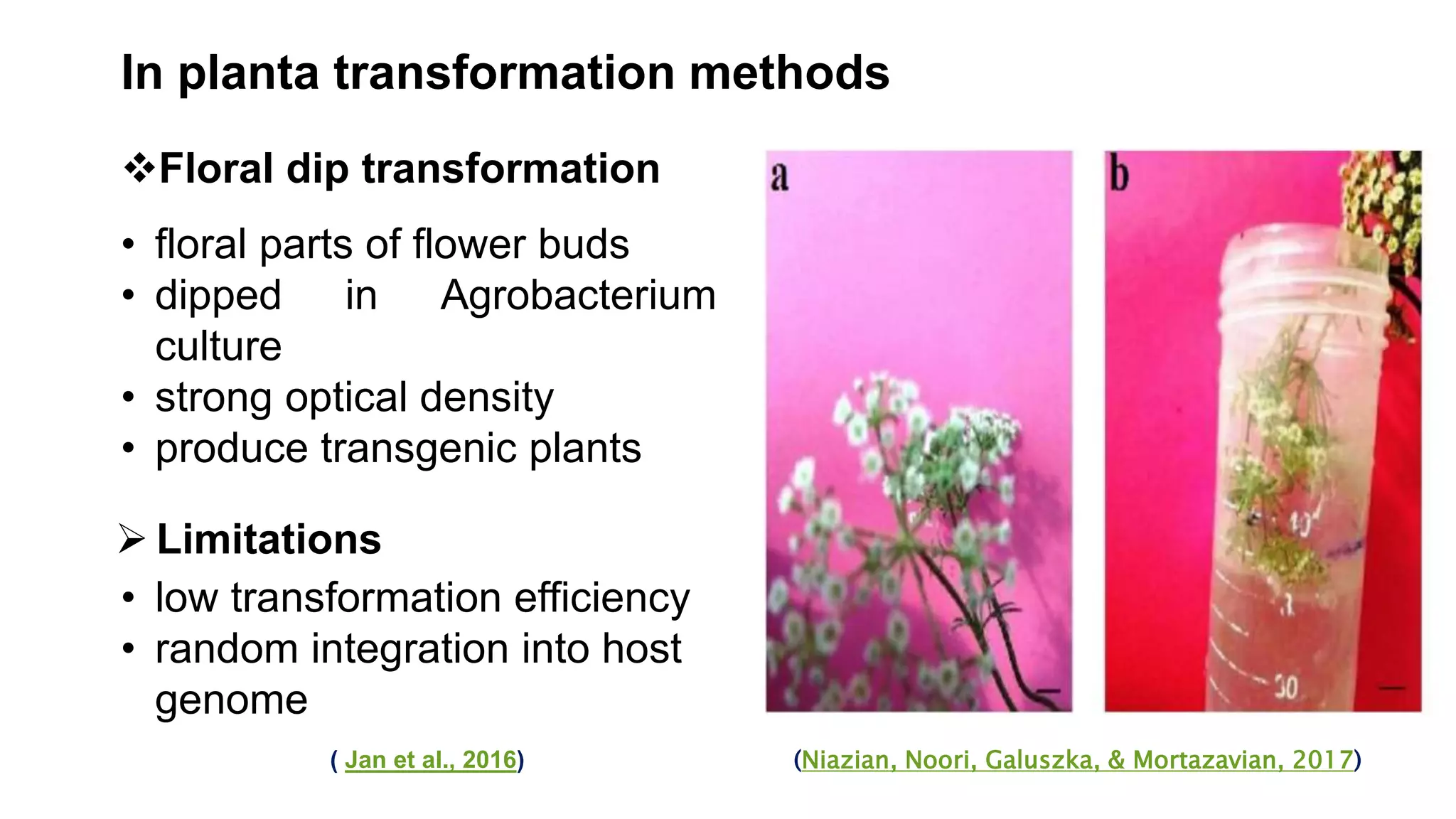 In-planta transformation: recent advances | PPTX
