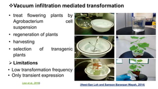In-planta transformation: recent advances | PPTX