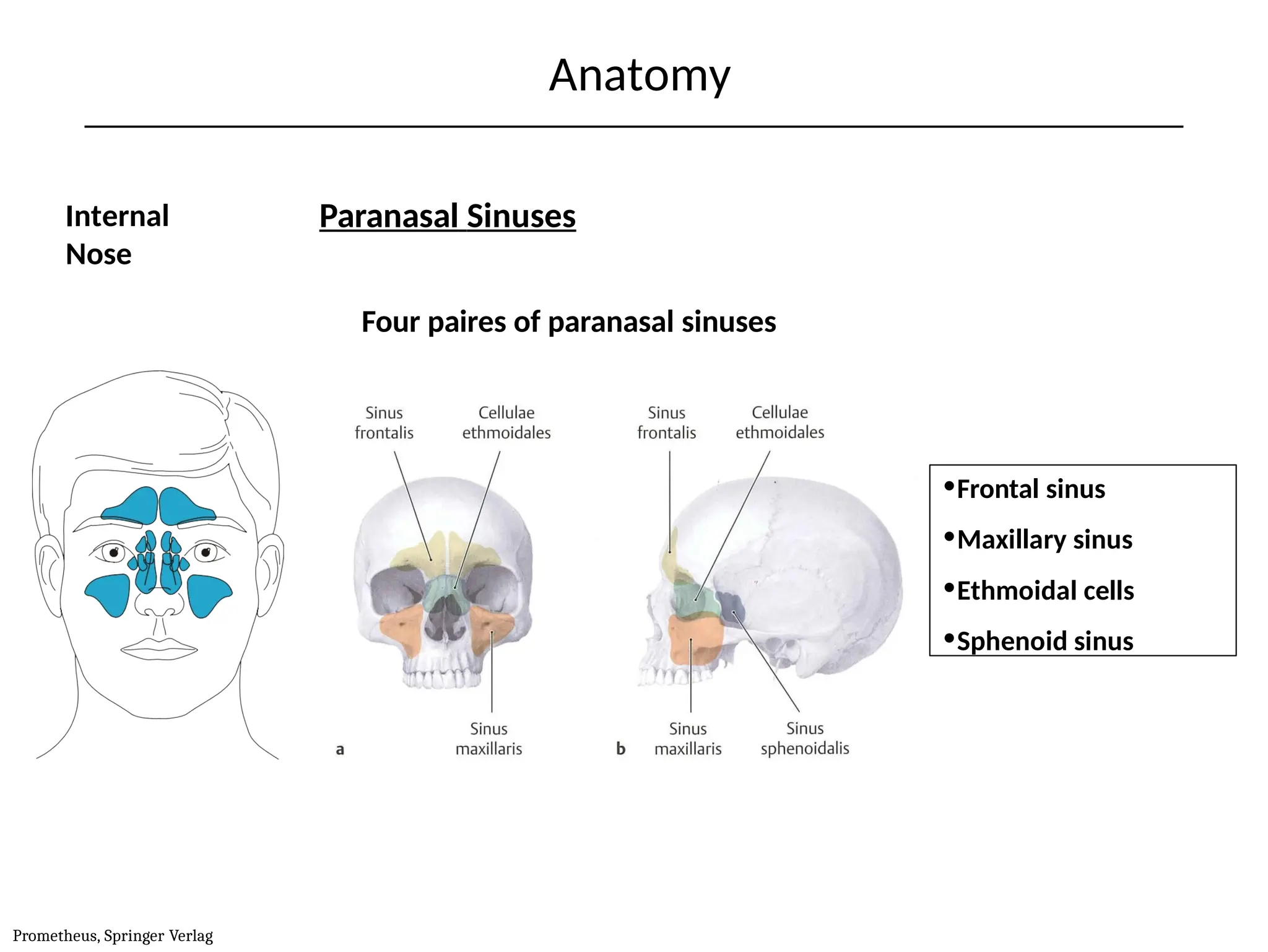 2018_Anatomy___Physiology_Nose___Paranasal_Sinuses_-_Handout.pptx