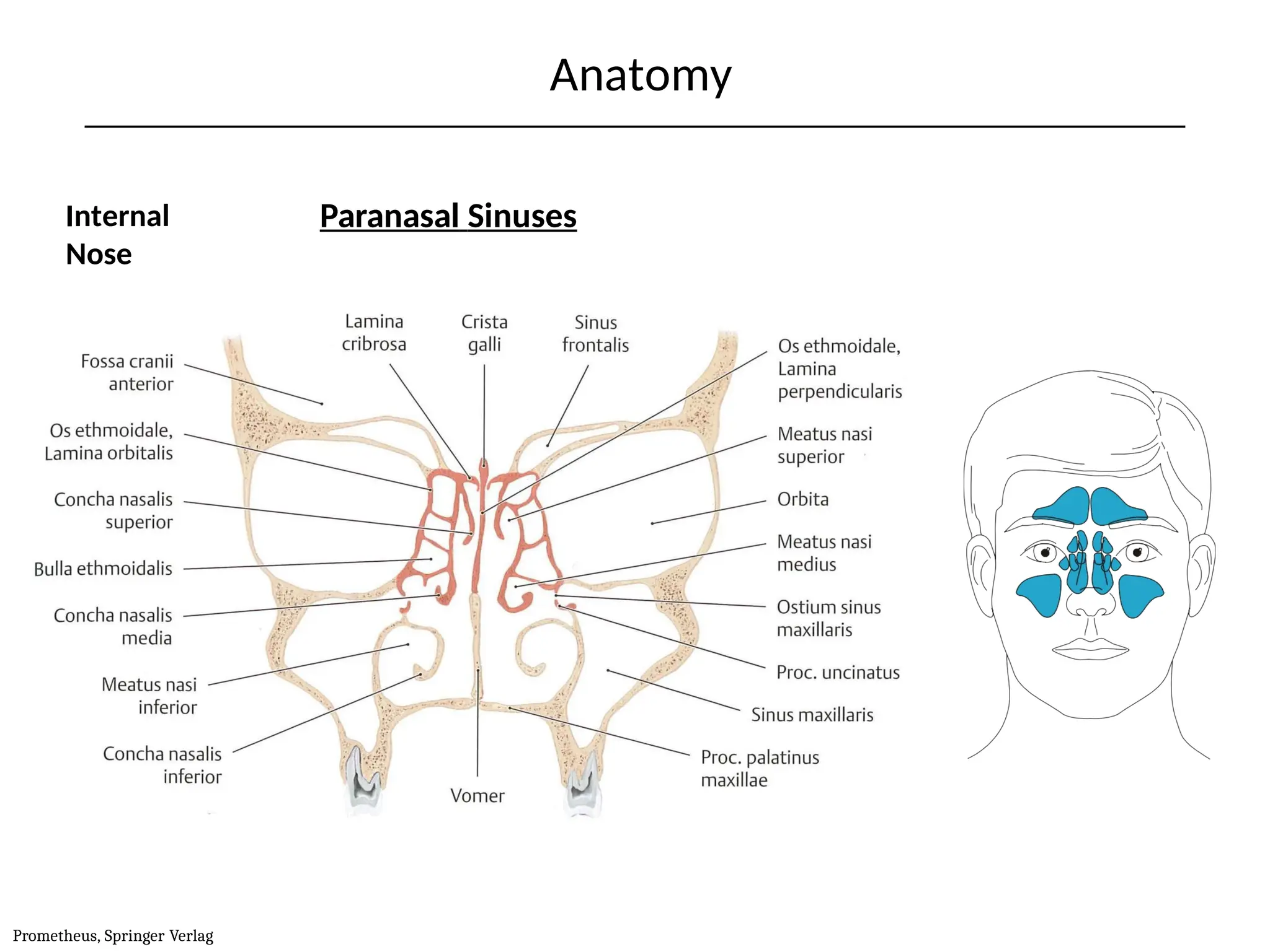 2018_Anatomy___Physiology_Nose___Paranasal_Sinuses_-_Handout.pptx