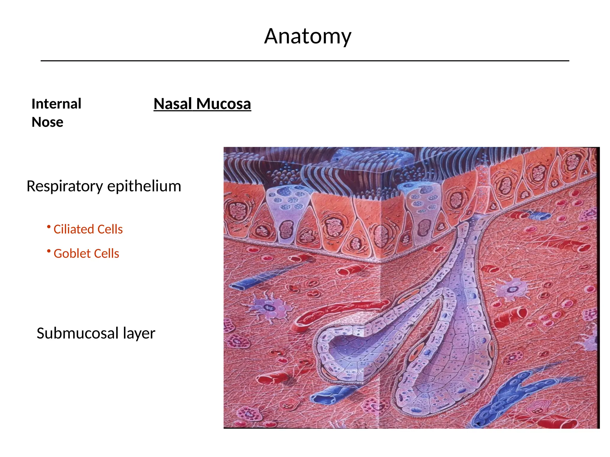 2018_Anatomy___Physiology_Nose___Paranasal_Sinuses_-_Handout.pptx