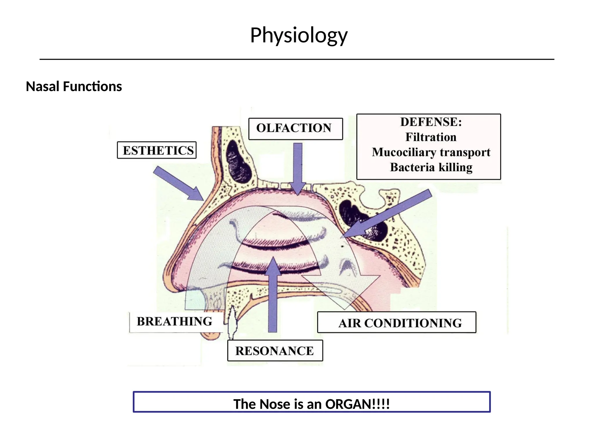 2018_Anatomy___Physiology_Nose___Paranasal_Sinuses_-_Handout.pptx