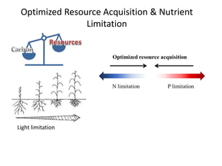 Soil Enzyme Activity Indicates P Limitation in northern hardwood forest ...