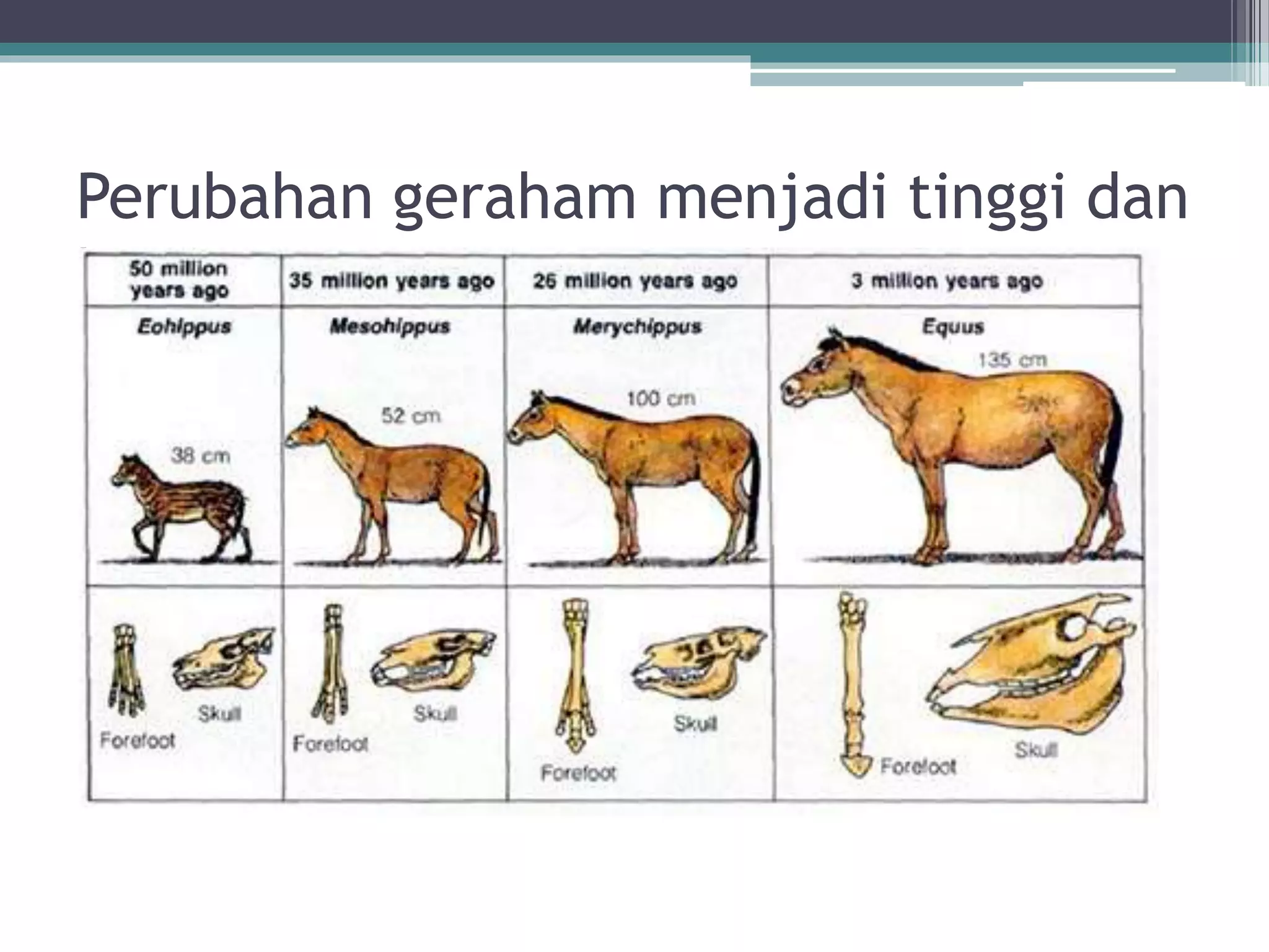 2018 Evolusi PPT Kelompok Evolusi Kuda.pptx