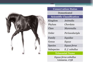 2018 Evolusi PPT Kelompok Evolusi Kuda.pptx