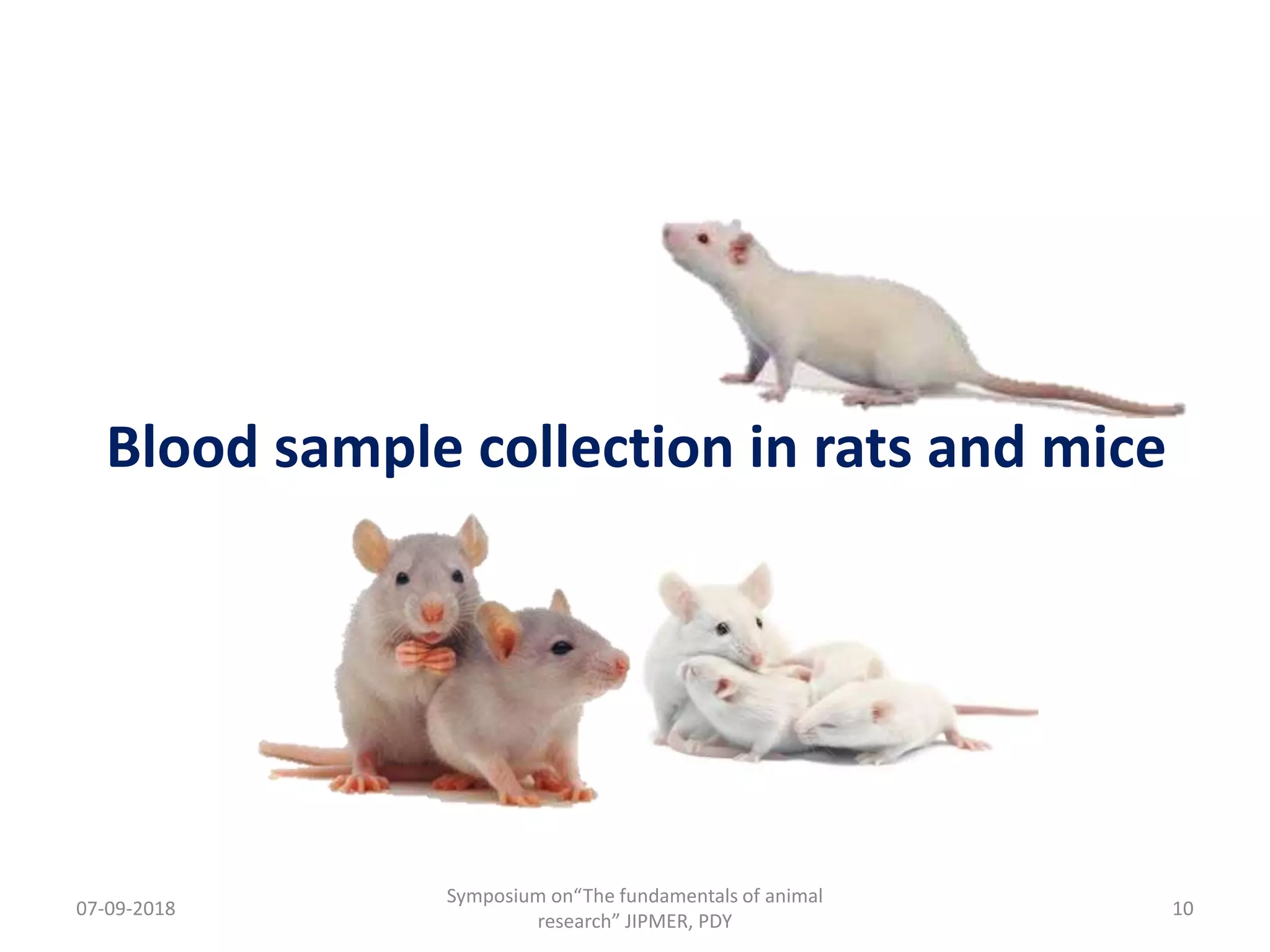 Blood sample collection in lab. animals | PPTX