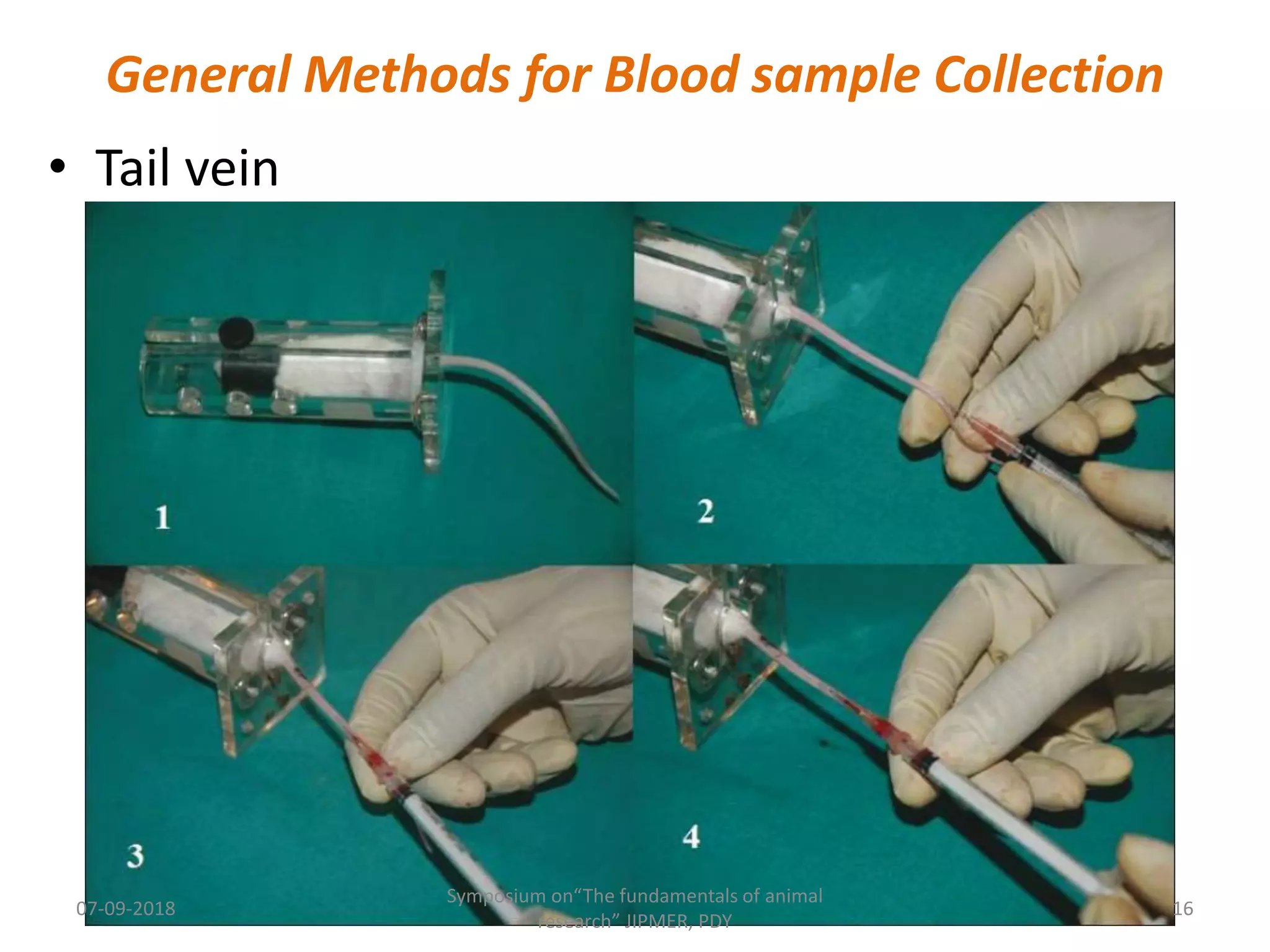 Blood sample collection in lab. animals | PPTX